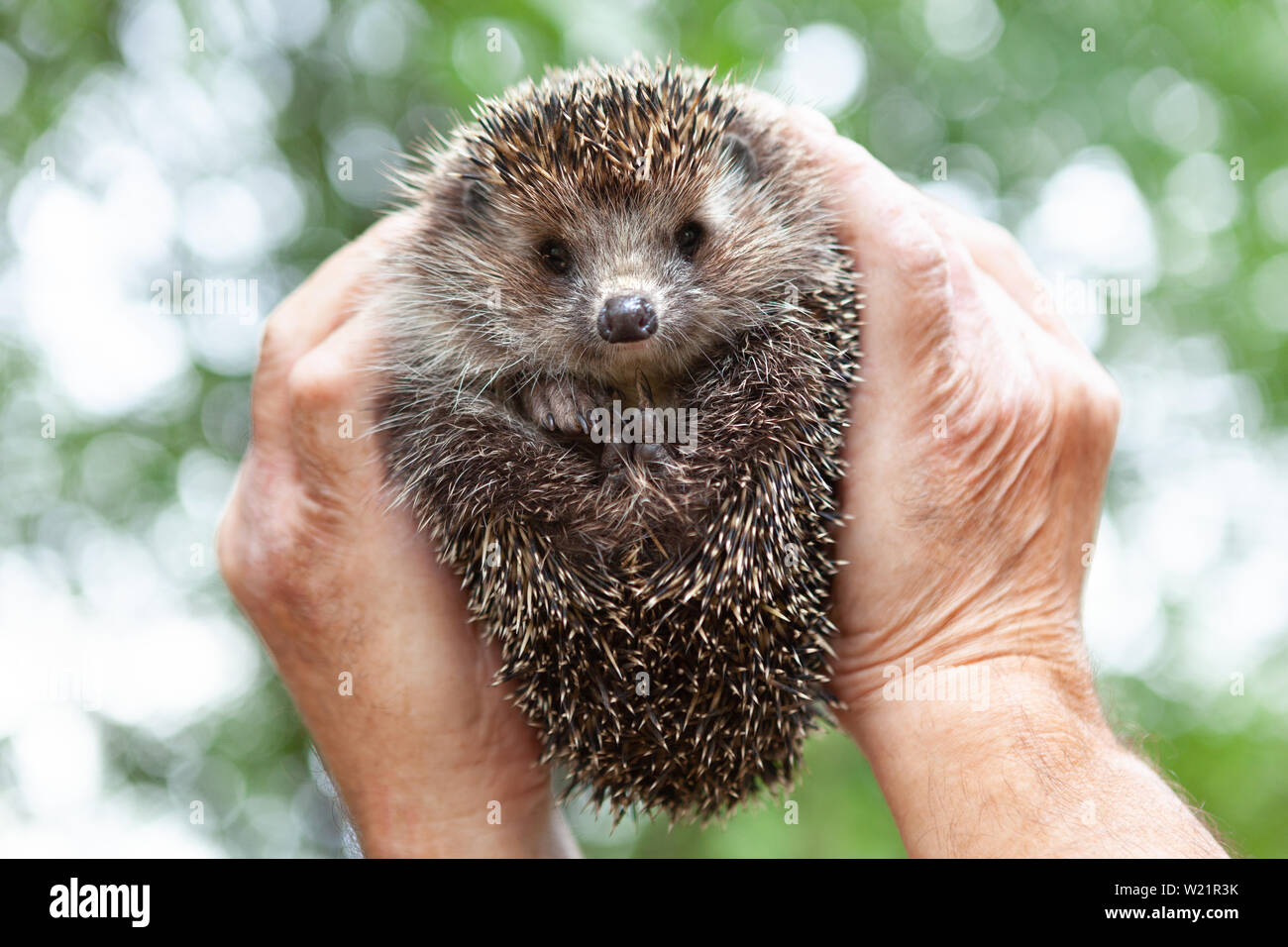 Face of a hedgehog close-up in profile, isolated on a blurred natural ...