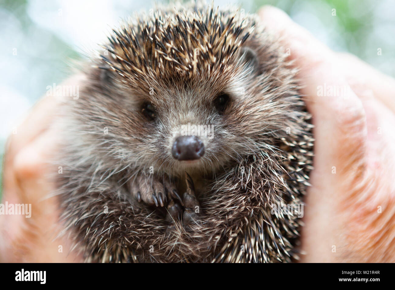Hedgehog face hi-res stock photography and images - Alamy