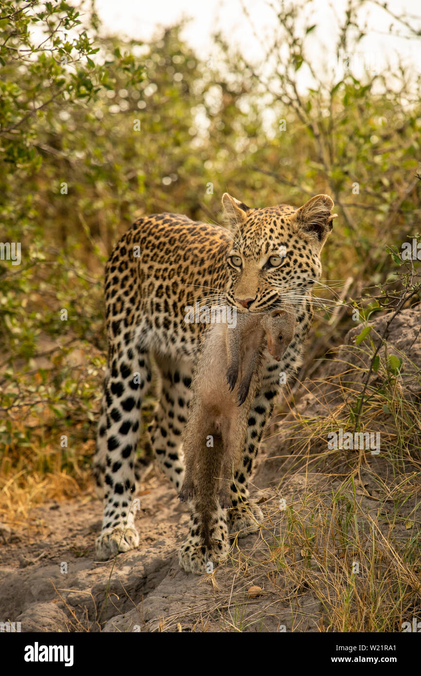 Banded mongoose young hi-res stock photography and images - Alamy