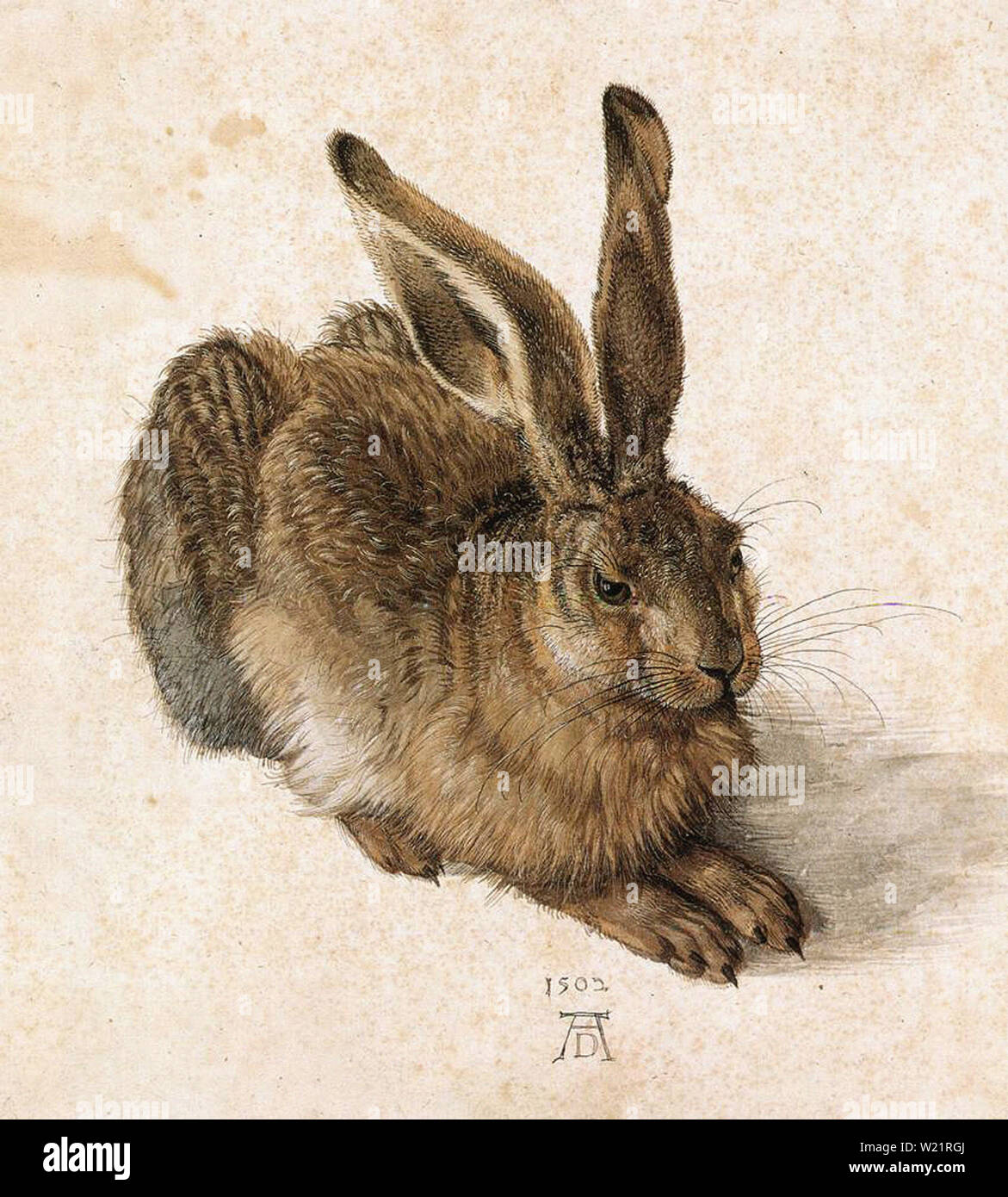 Albrecht Dürer - Hare 1502 Stock Photo - Alamy