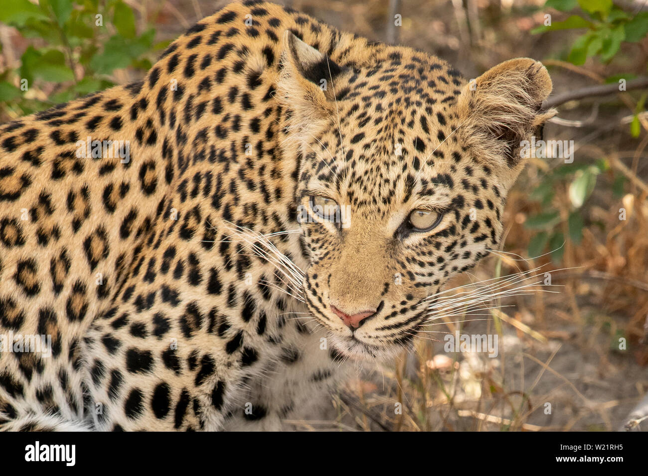 Young female leopard hunting and catching a banded mongoose Mungos ...