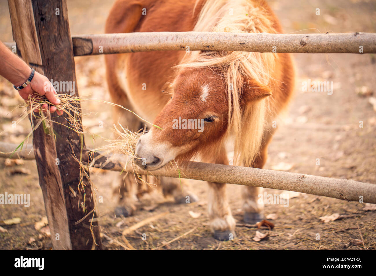 Man feeds horses hi-res stock photography and images - Alamy