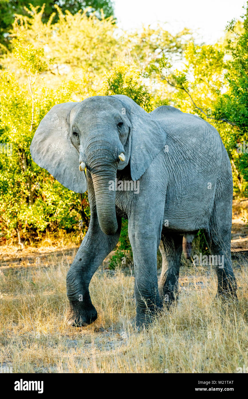 Real Blue Elephant