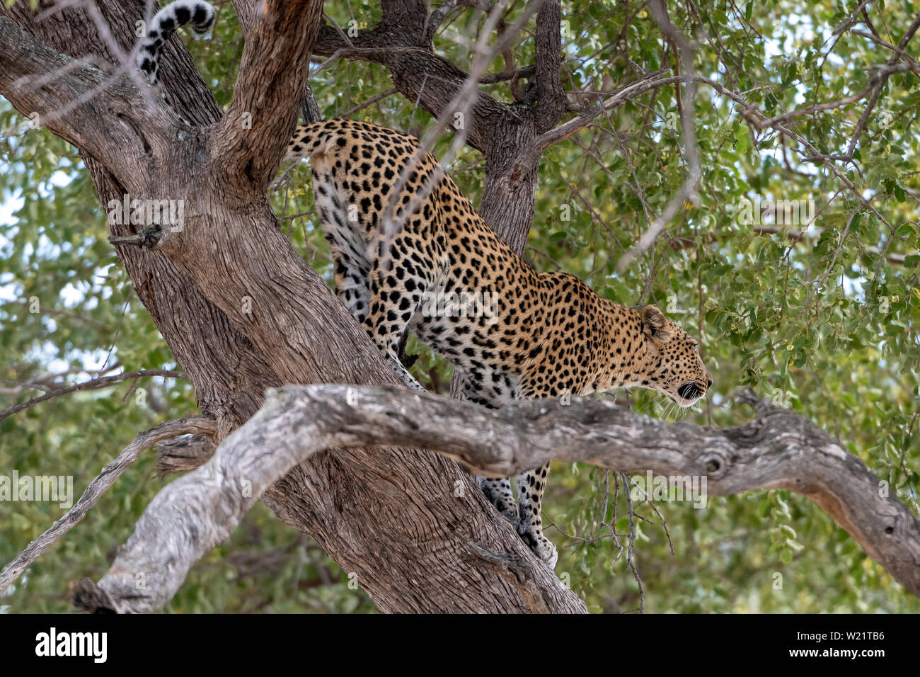 Male leopard climbing in tree hi-res stock photography and images - Alamy