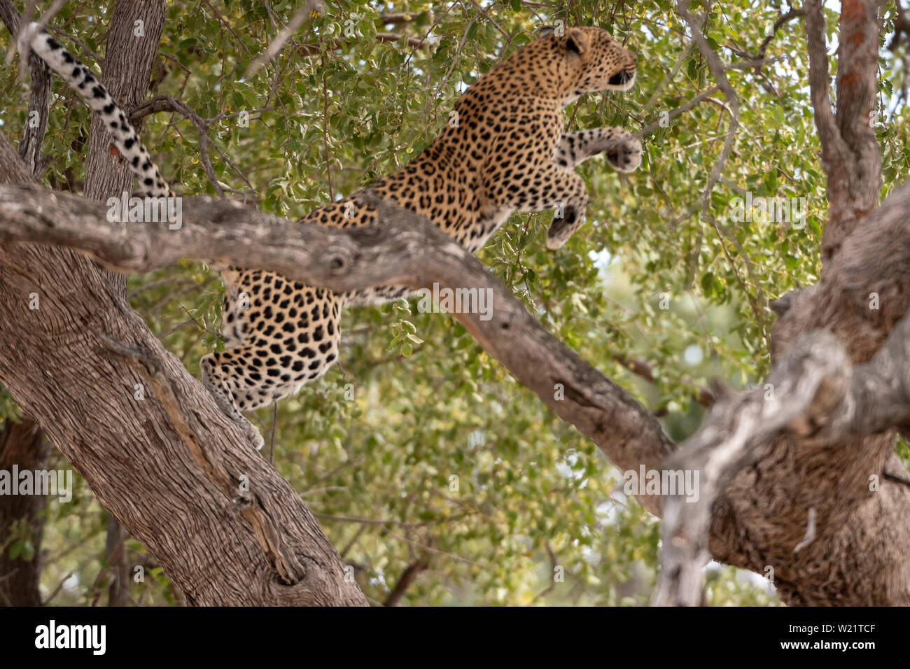 Leopard jumping tree hi-res stock photography and images - Alamy
