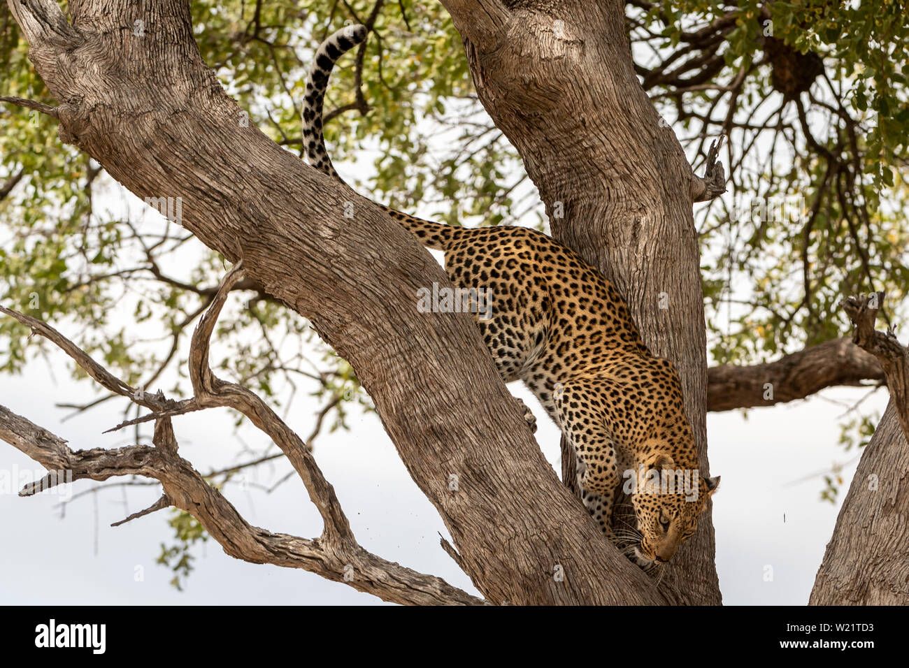 Male leopard climbing in tree hi-res stock photography and images - Alamy