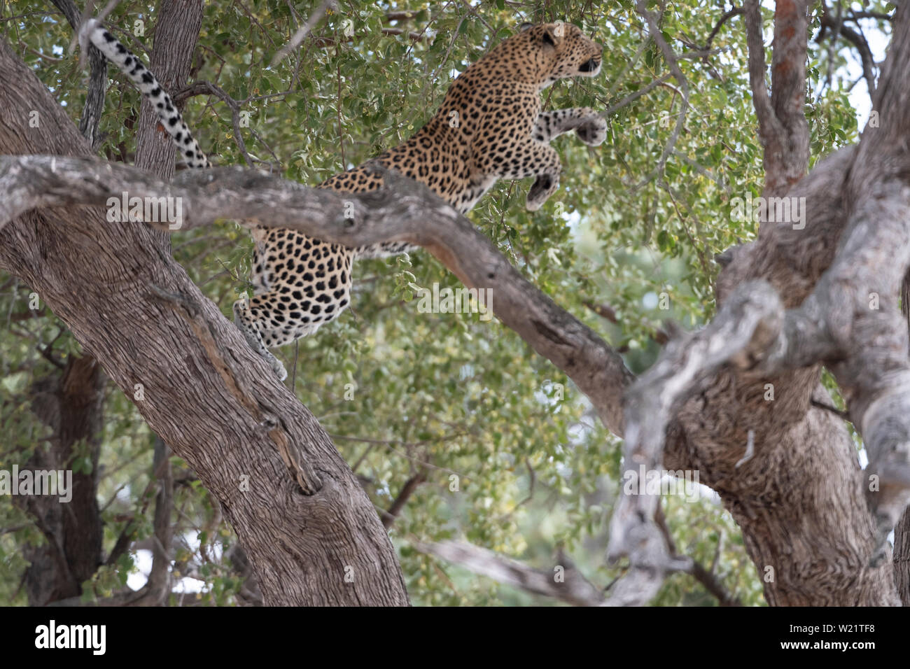 Male leopard climbing in tree hi-res stock photography and images - Alamy