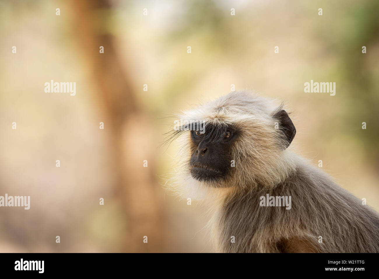 Gray langurs, sacred langurs, Indian langurs or Hanuman langurs, Old ...