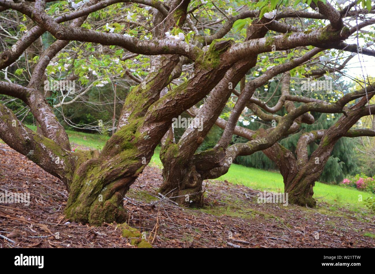Dandenong Ranges National Park Olinda Victoria - Plants and flowers ...
