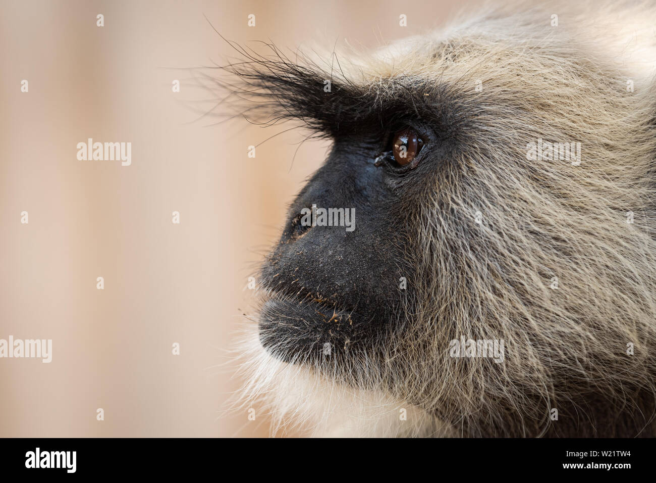 Gray langurs, sacred langurs, Indian langurs or Hanuman langurs, Old ...
