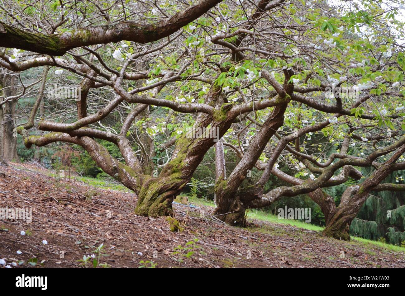Dandenong Ranges National Park Olinda Victoria - Plants and flowers ...