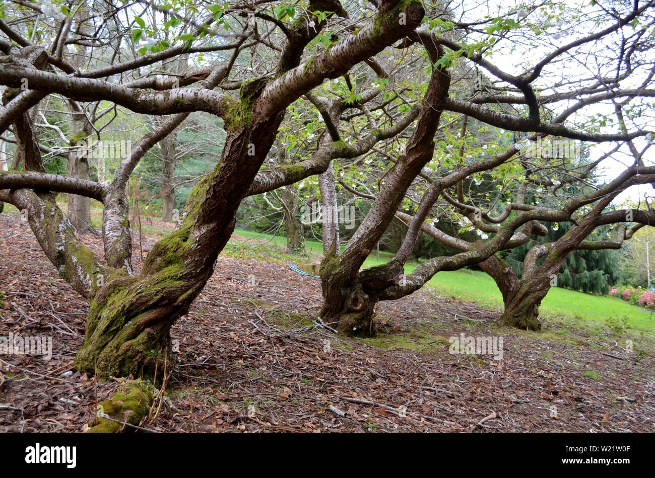Dandenong Ranges National Park Olinda Victoria - Plants and flowers ...