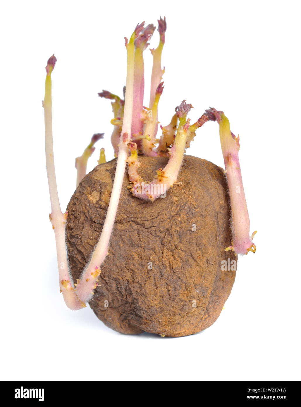 Potato germination Cut Out Stock Images & Pictures - Alamy