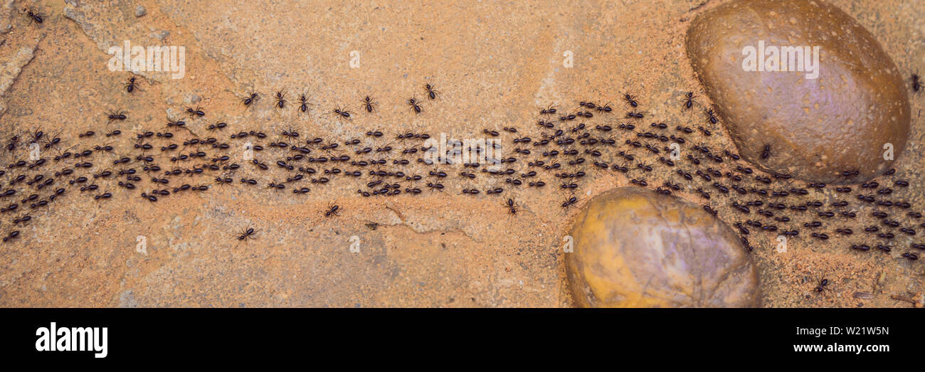 Background, ants running, ants cord, many ants fast on dirt road BANNER ...