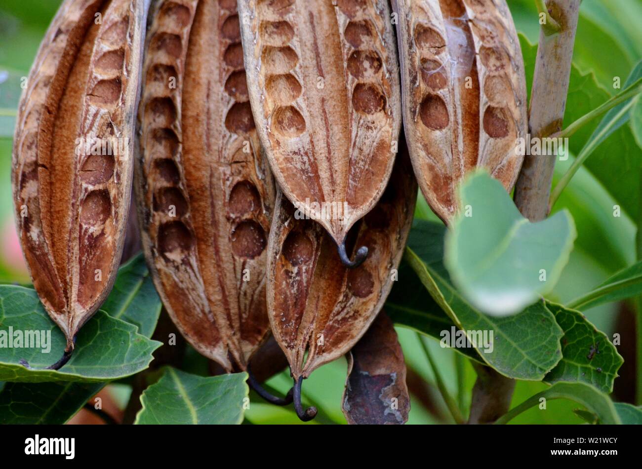Dandenong Ranges National Park Olinda Victoria - Plants and flowers ...
