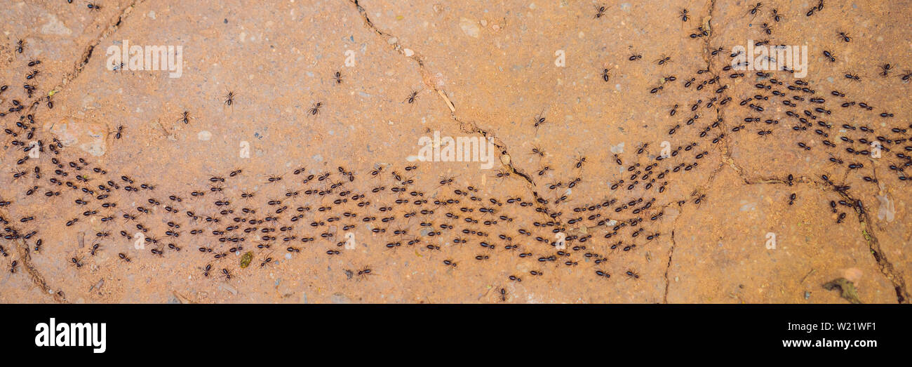 Background, ants running, ants cord, many ants fast on dirt road BANNER ...