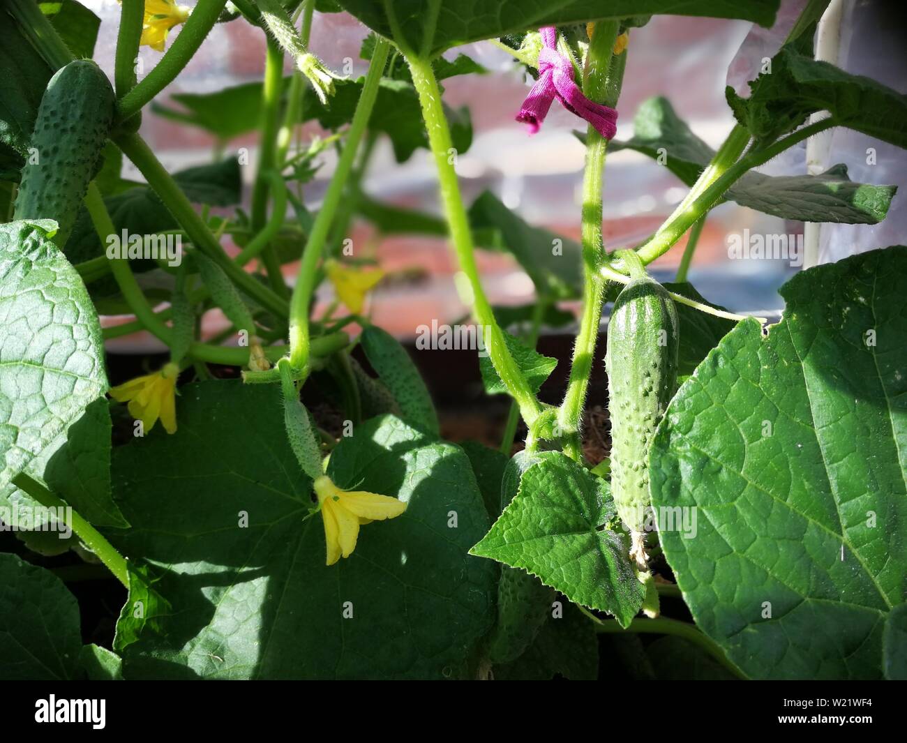 Cucumber dirt white background hi-res stock photography and images - Alamy