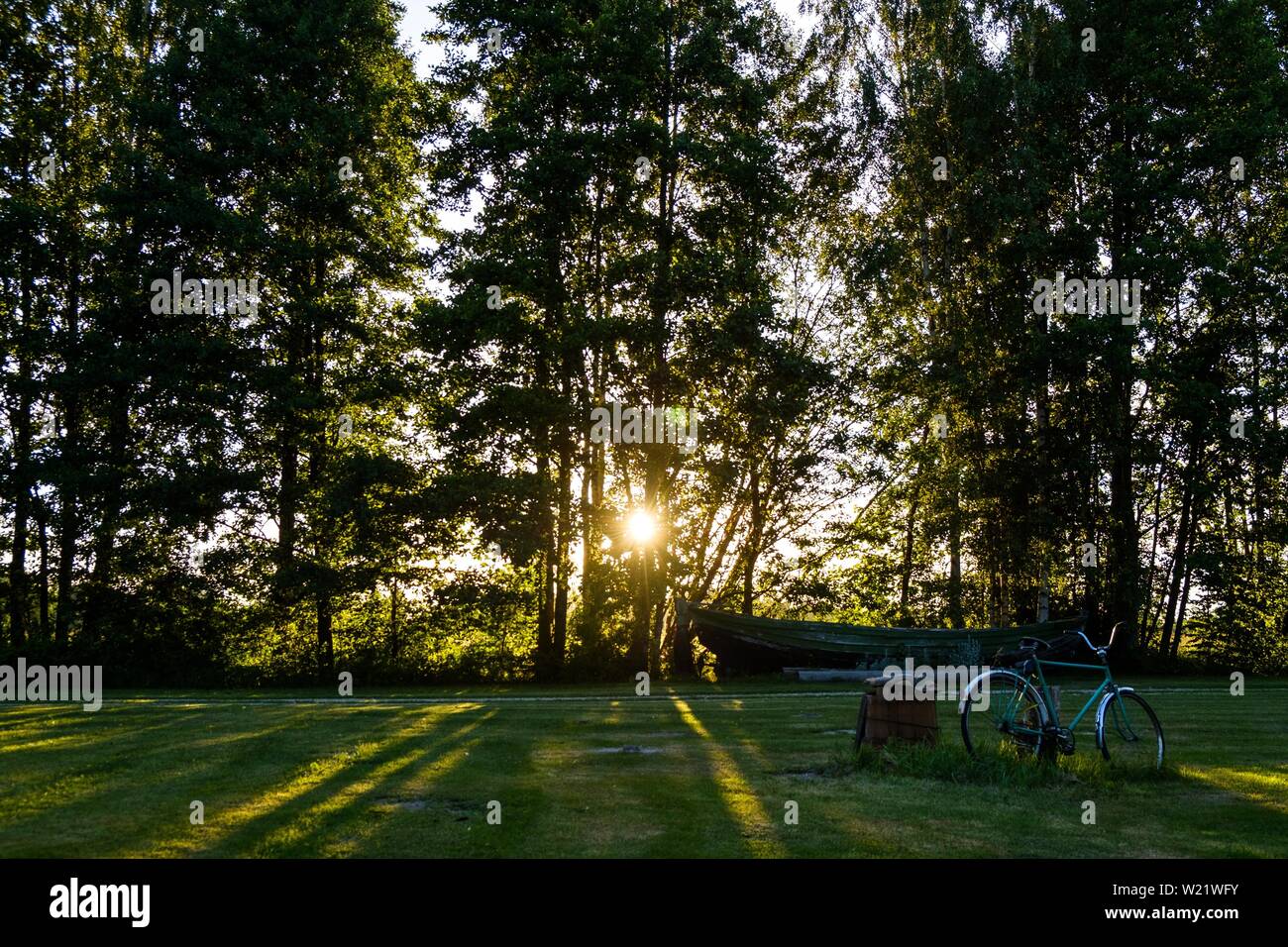 Golden hour sunset trough trees with a bicycle in foreground Stock ...