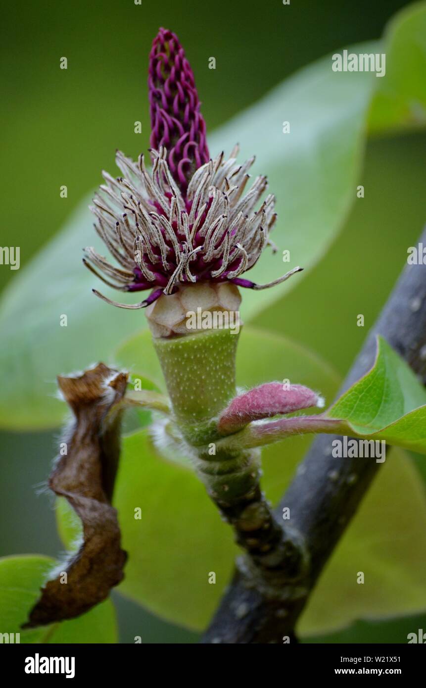 Dandenong Ranges National Park Olinda Victoria - Plants and flowers ...