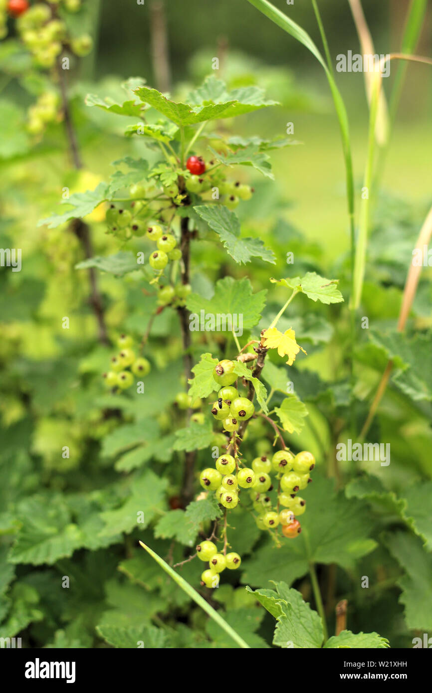 Immature green currants hi-res stock photography and images - Alamy