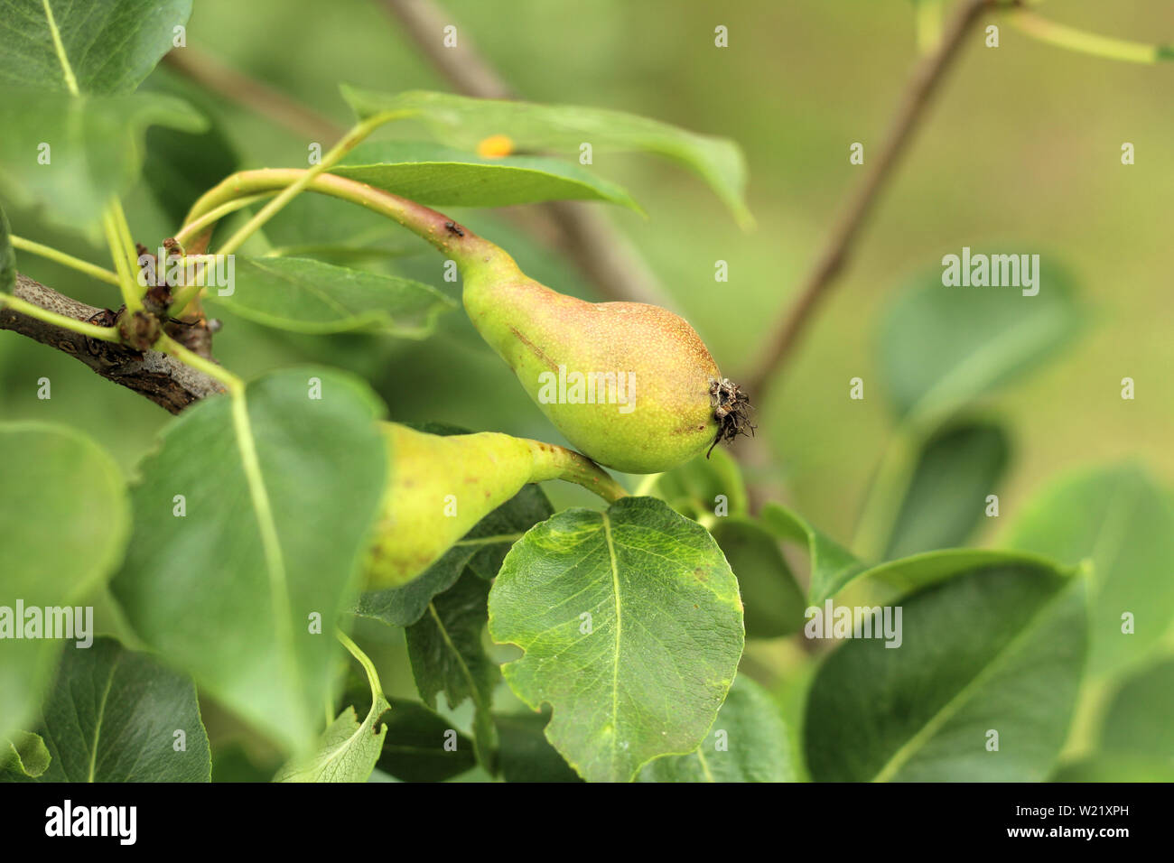 closeup of unripe pears on tree branch with green leaves during summer ...