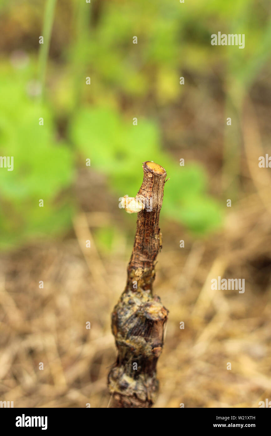 Grape sprouts young inflorescence hi-res stock photography and images ...