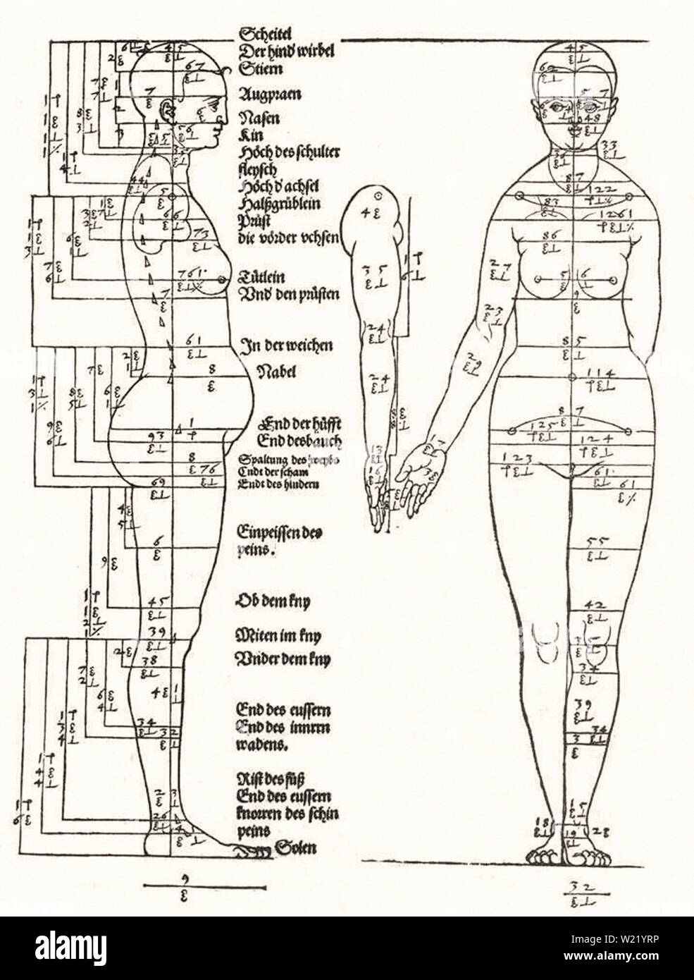 Albrecht Dürer - Studies Proportions Female Body 1528 Stock Photo - Alamy