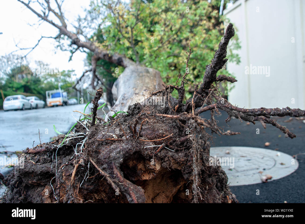 Tree roots sidewalk hi-res stock photography and images - Alamy