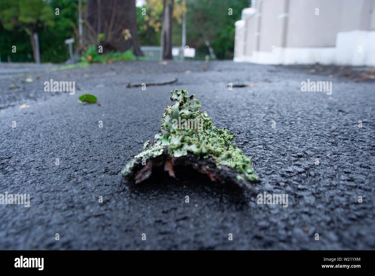 Piece tree bark close hi-res stock photography and images - Alamy