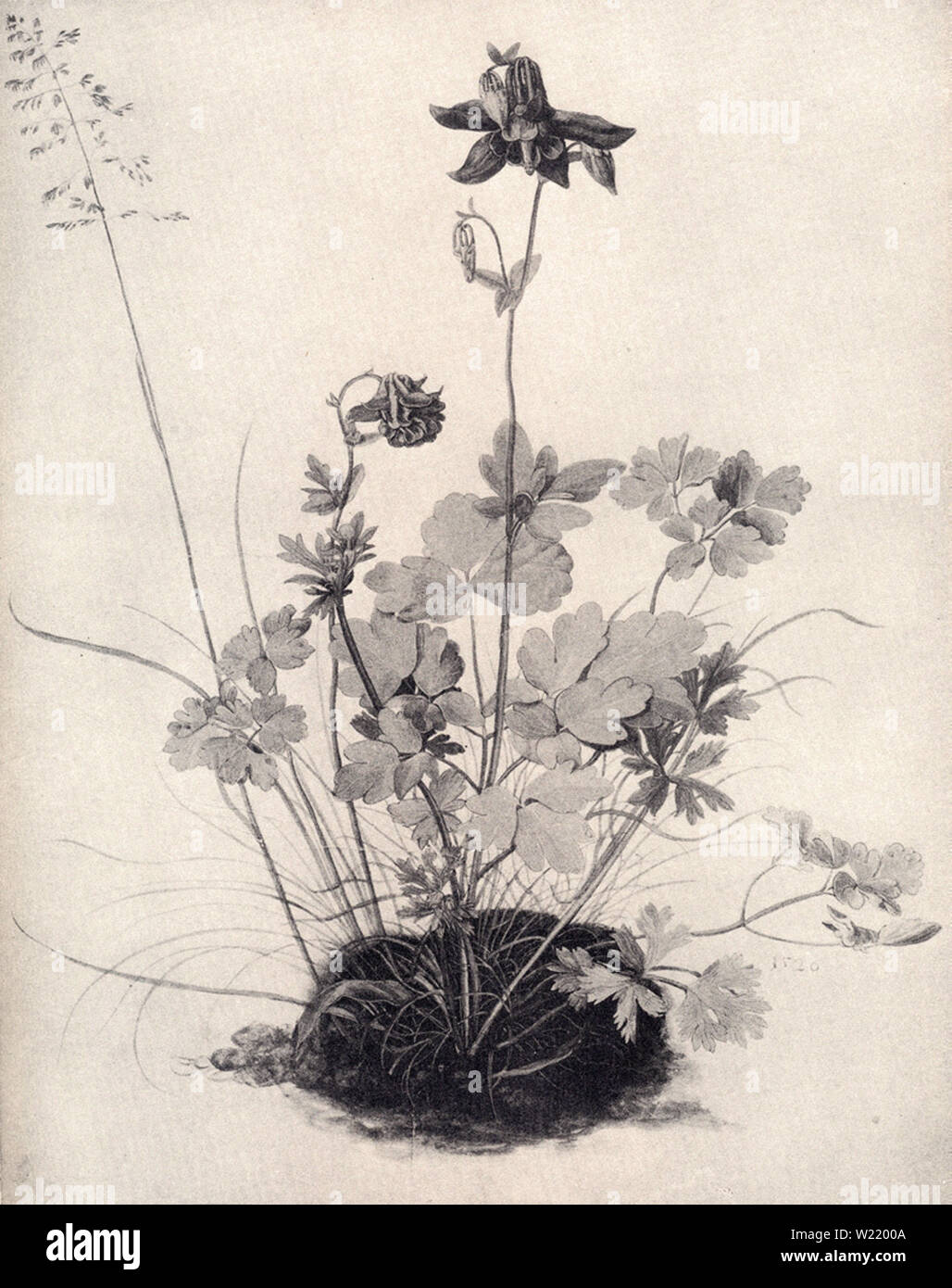 Durer turf hi-res stock photography and images - Alamy