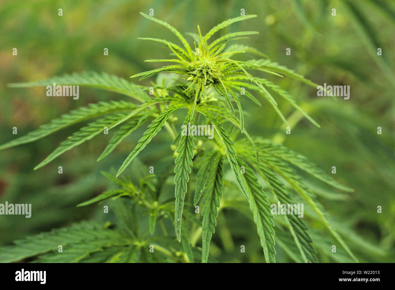 Close-up beautiful of Cannabis isolated background. Marijuana leaves ...