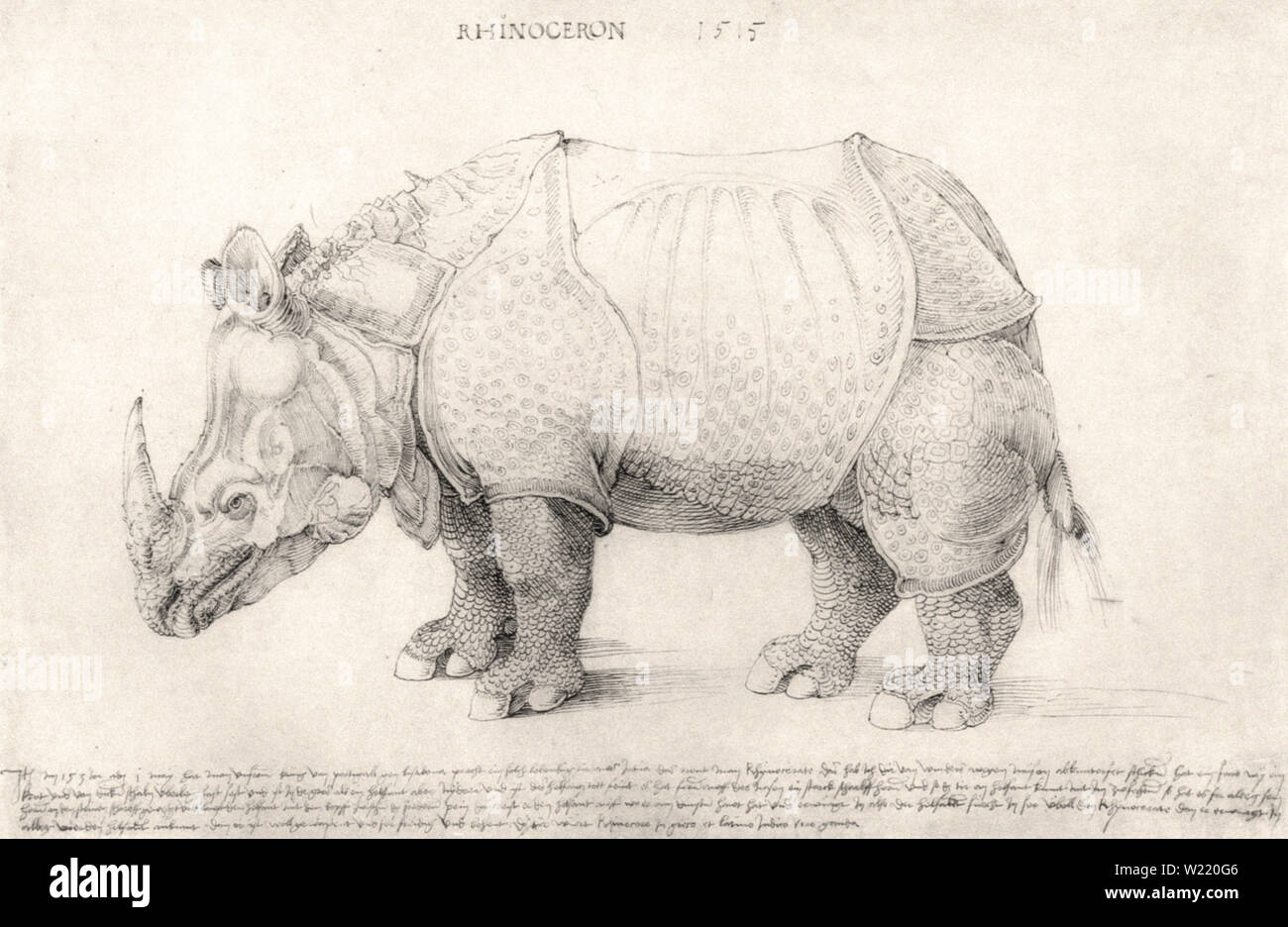 Albrecht Dürer - Rhinoceros Stock Photo - Alamy