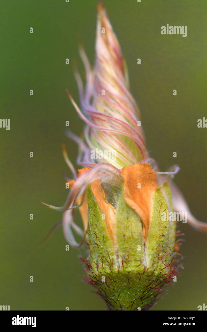 Enlarged flowers (even outwardly simple) look amazingly beautiful when ...