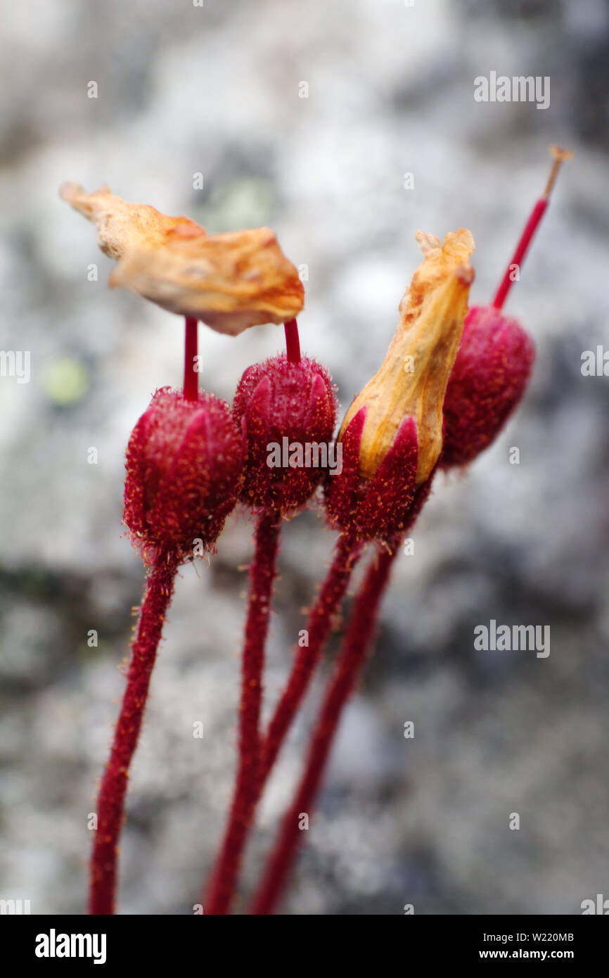Red seed boxes, capsule; seedball. Plants from mountain tundra (leaves ...