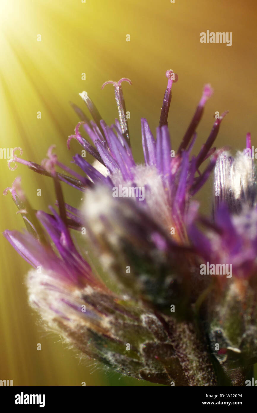 Enlarged flowers (even outwardly simple) look amazingly beautiful when ...