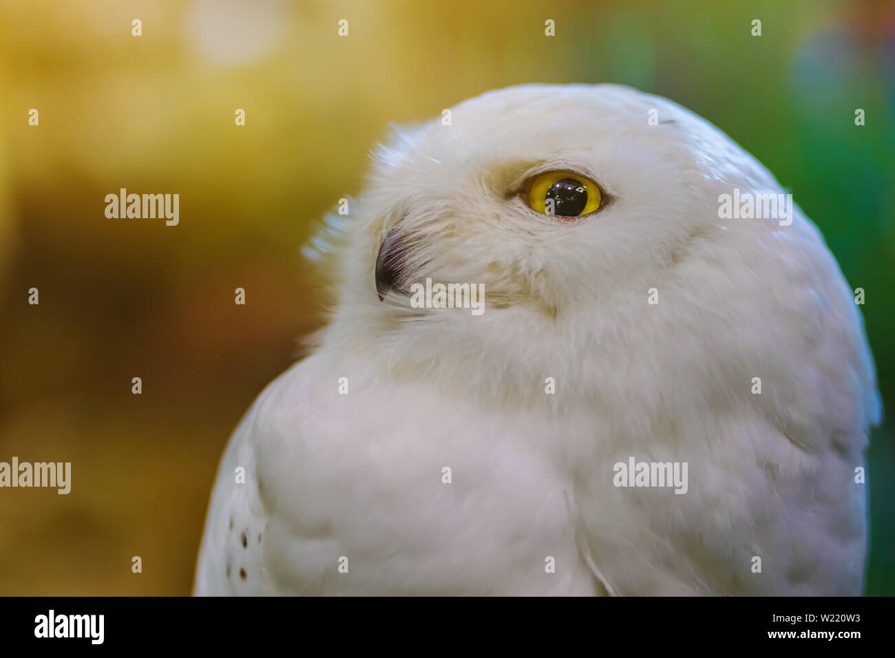 Passive predator hi-res stock photography and images - Alamy