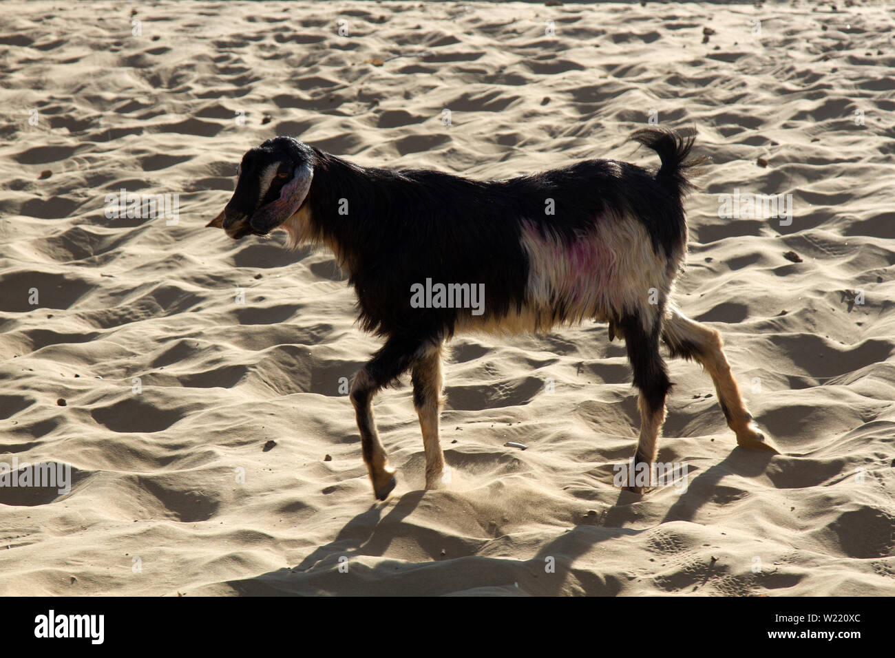 Beach Goat in Goa. India Stock Photo - Alamy