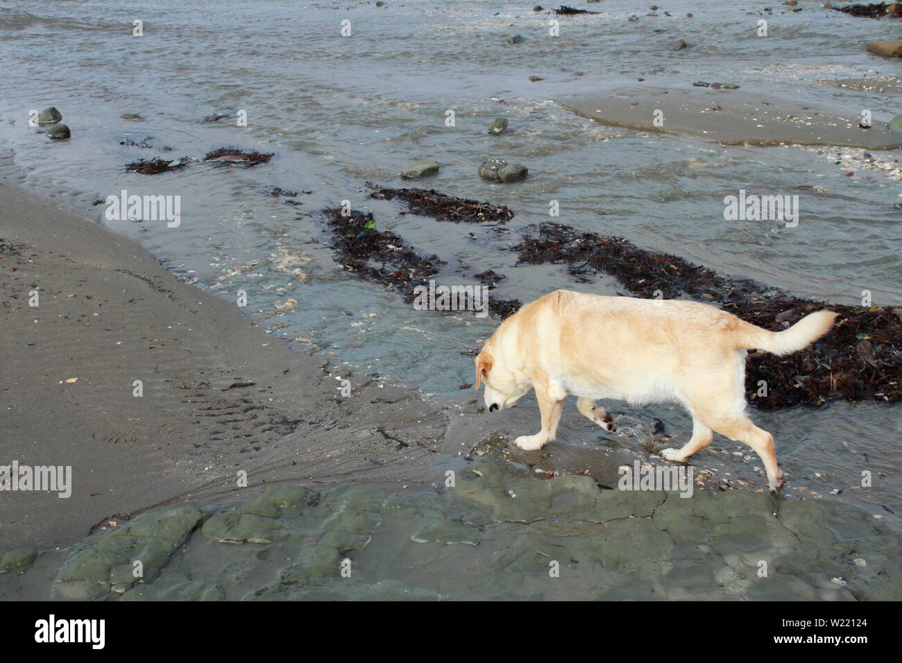Playful dogs playing in shallow water at the beach Stock Photo - Alamy