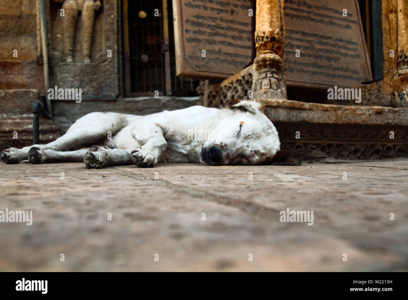 Pariah dog pariah dog indian dog hi-res stock photography and images ...