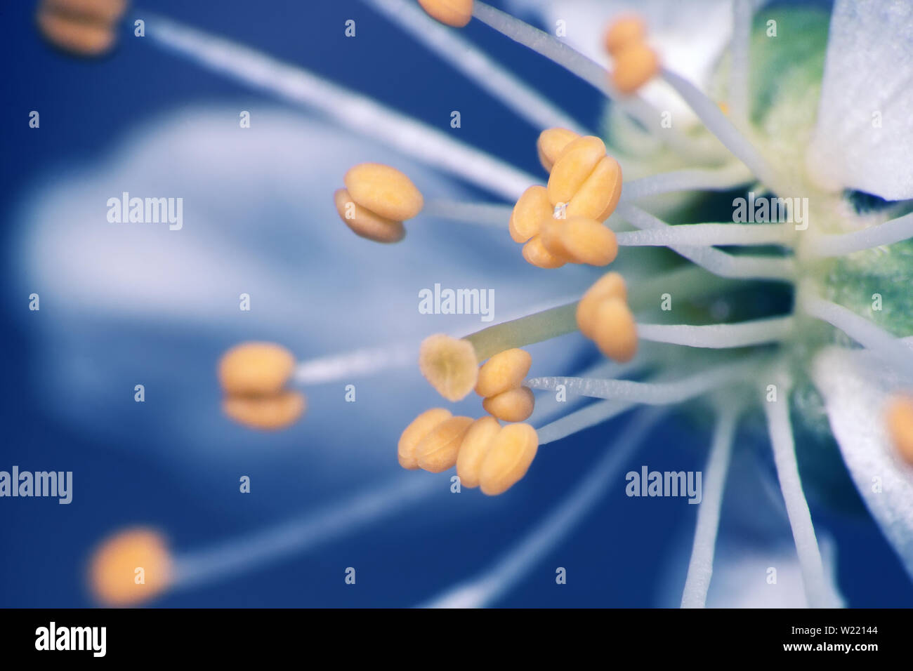 Enlarged flowers (even outwardly simple) look amazingly beautiful when ...