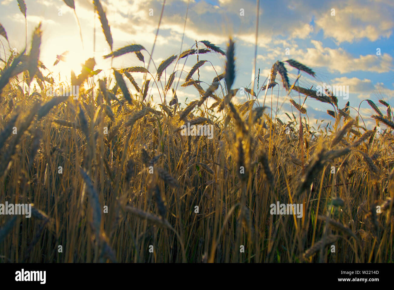 Wheat Beards.Wheat field morning sunrise and yellow sunshine Stock ...