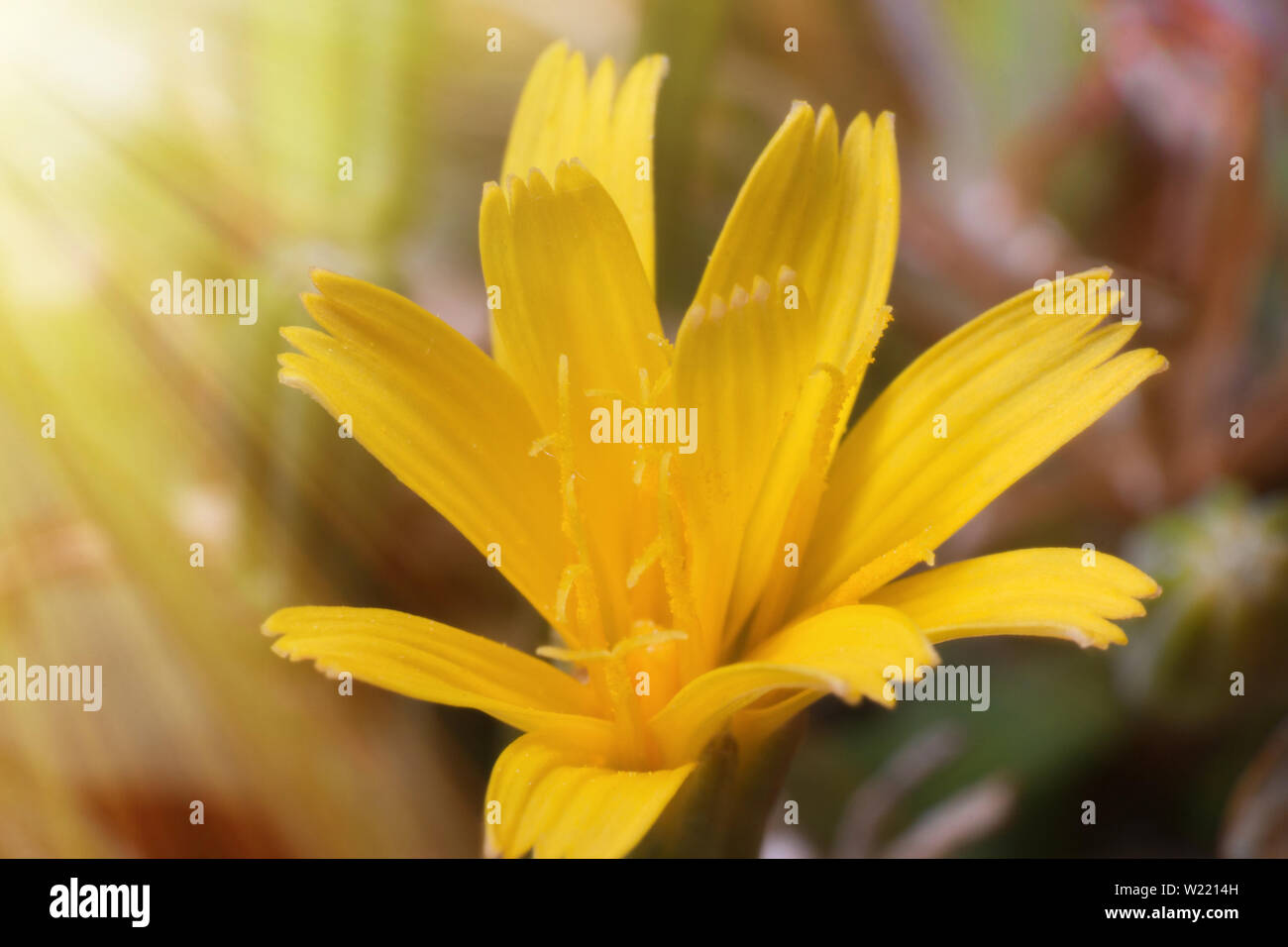 Enlarged flowers (even outwardly simple) look amazingly beautiful when ...