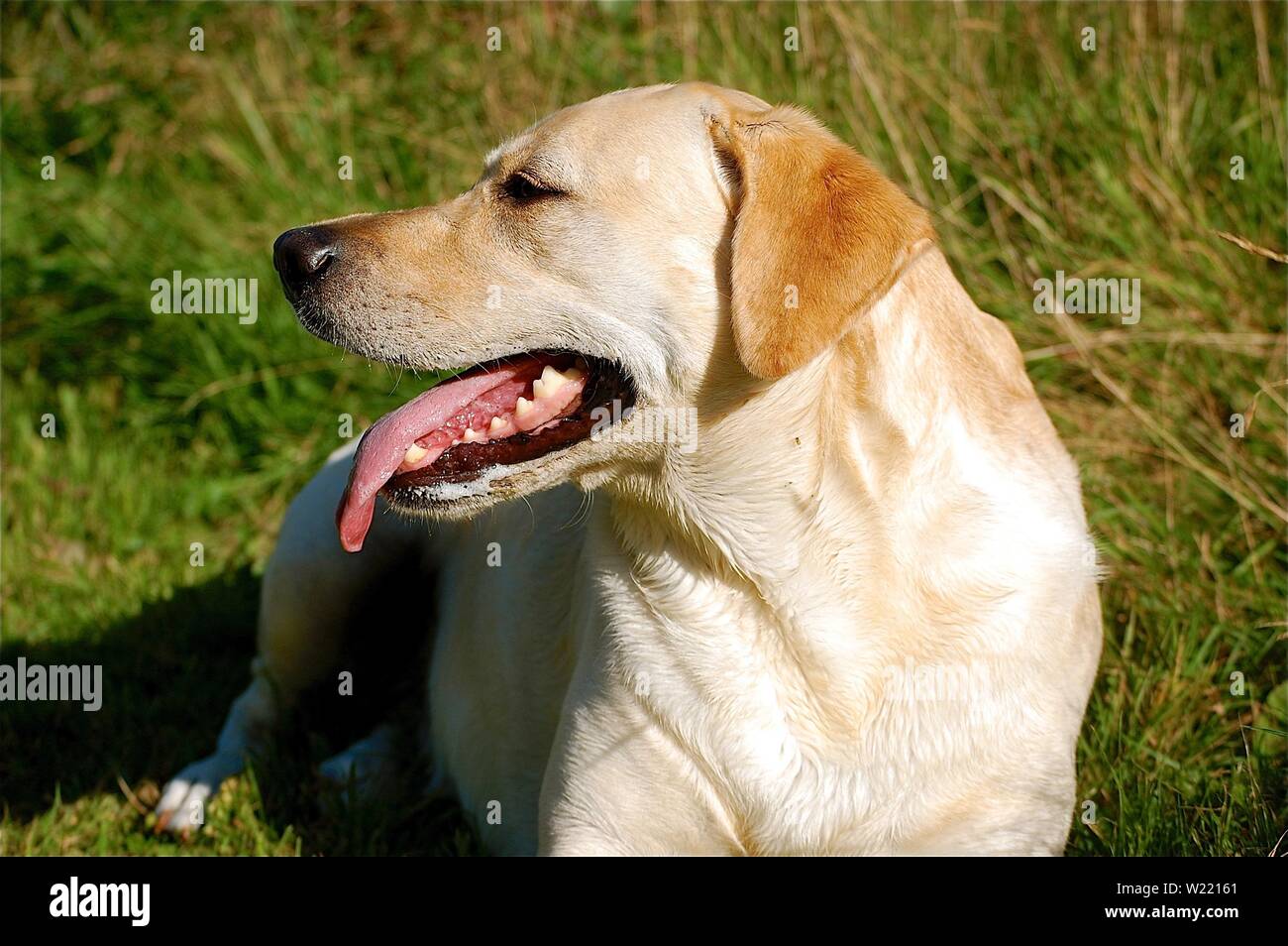 Golden Labrador 280910 Stock Photo - Alamy