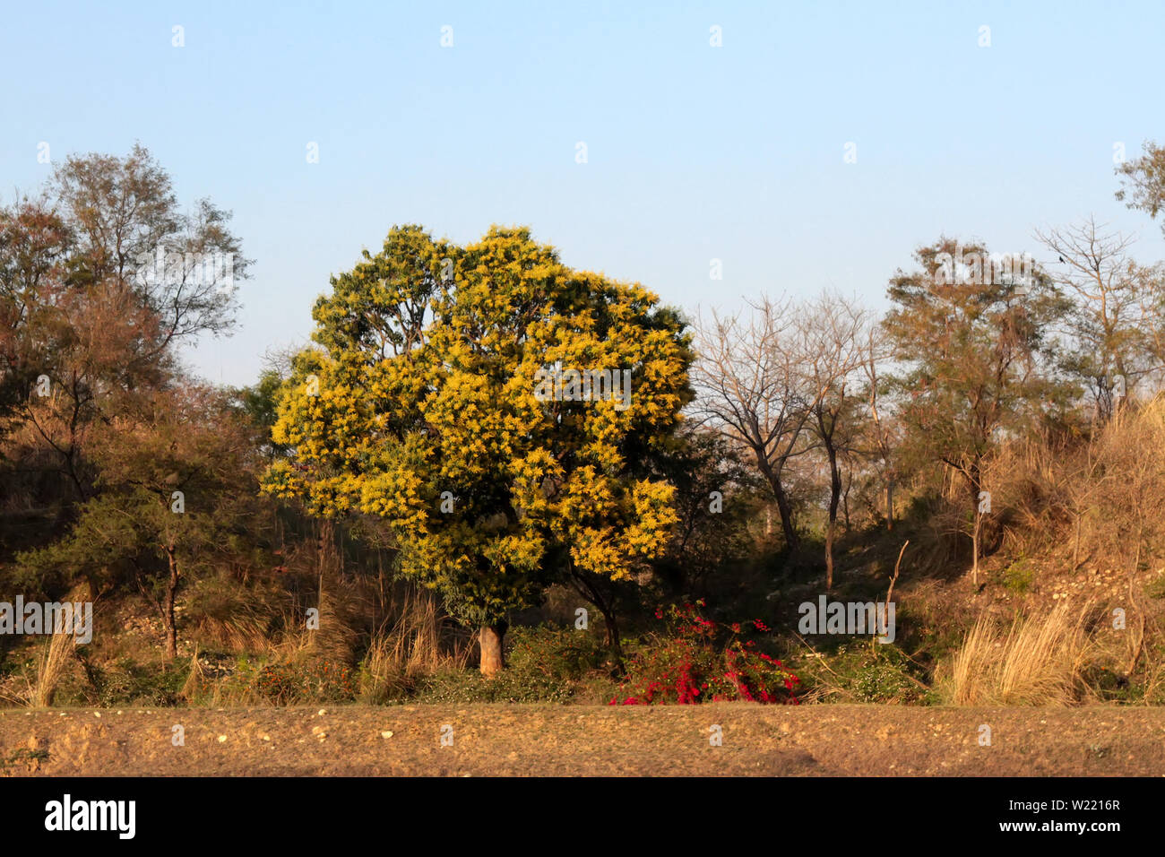 The edge of the field and the edge of the grove. Lush bluming margosa ...