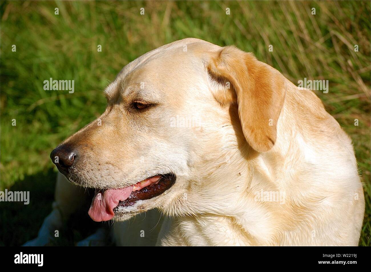 Golden Labrador 280910 Stock Photo - Alamy