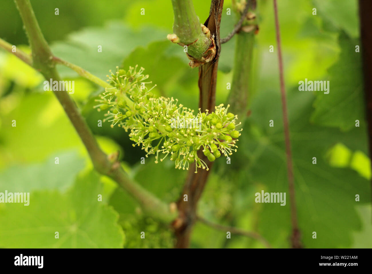 close-up of flowering grape vine, grapes bloom in summer day Stock ...