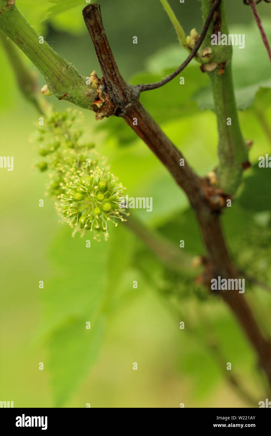 close-up of flowering grape vine, grapes bloom in summer day Stock ...