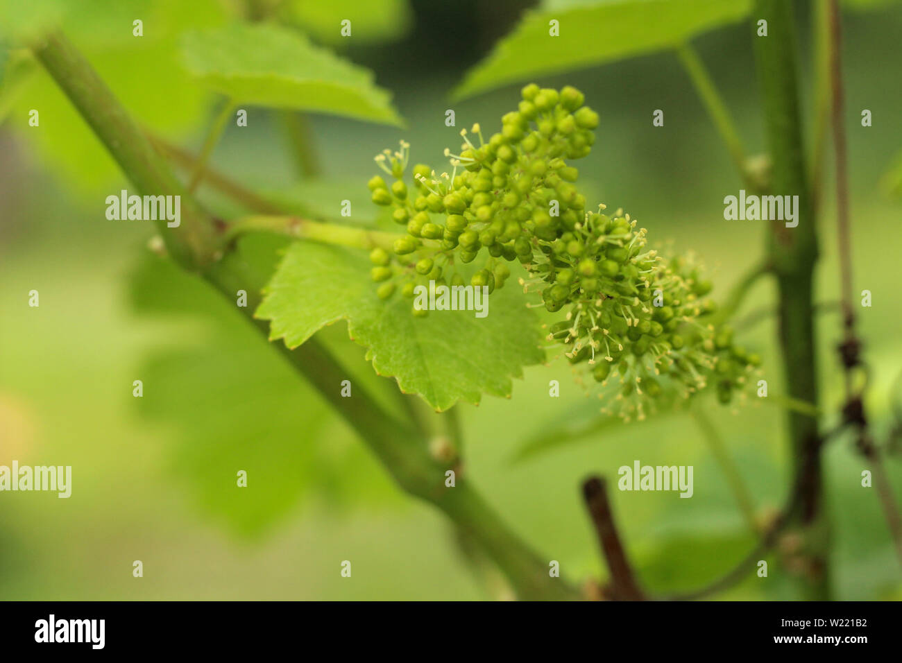 Grape vine flower buds in hi-res stock photography and images - Alamy