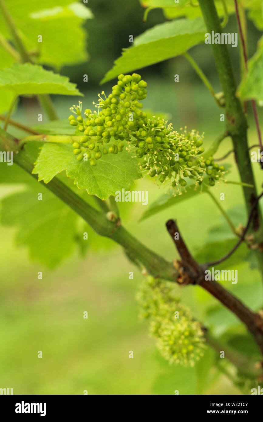 Close up small wine bud hi-res stock photography and images - Alamy