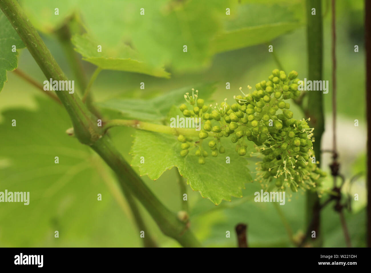 close-up of flowering grape vine, grapes bloom in summer day Stock ...